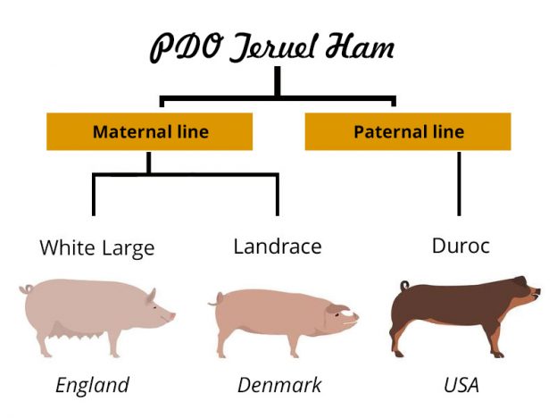 Which pigs do Teruel Ham come from? – Know about ham