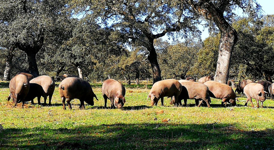 Mitos del jamón: “El jamón de bellota es de animales que solo comen ...