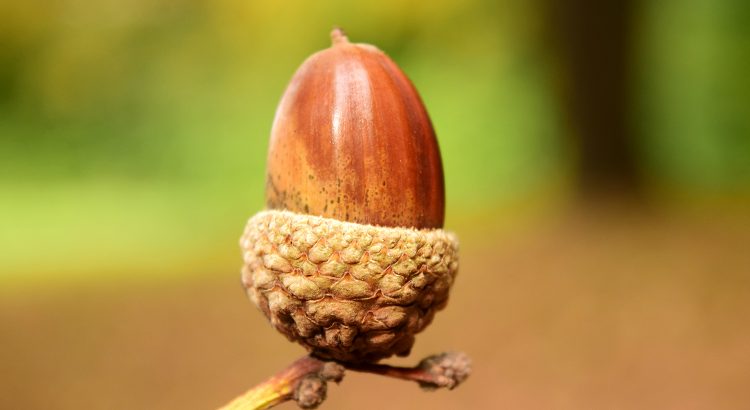 ¿Qué tiene la bellota que…? – Saber de jamón